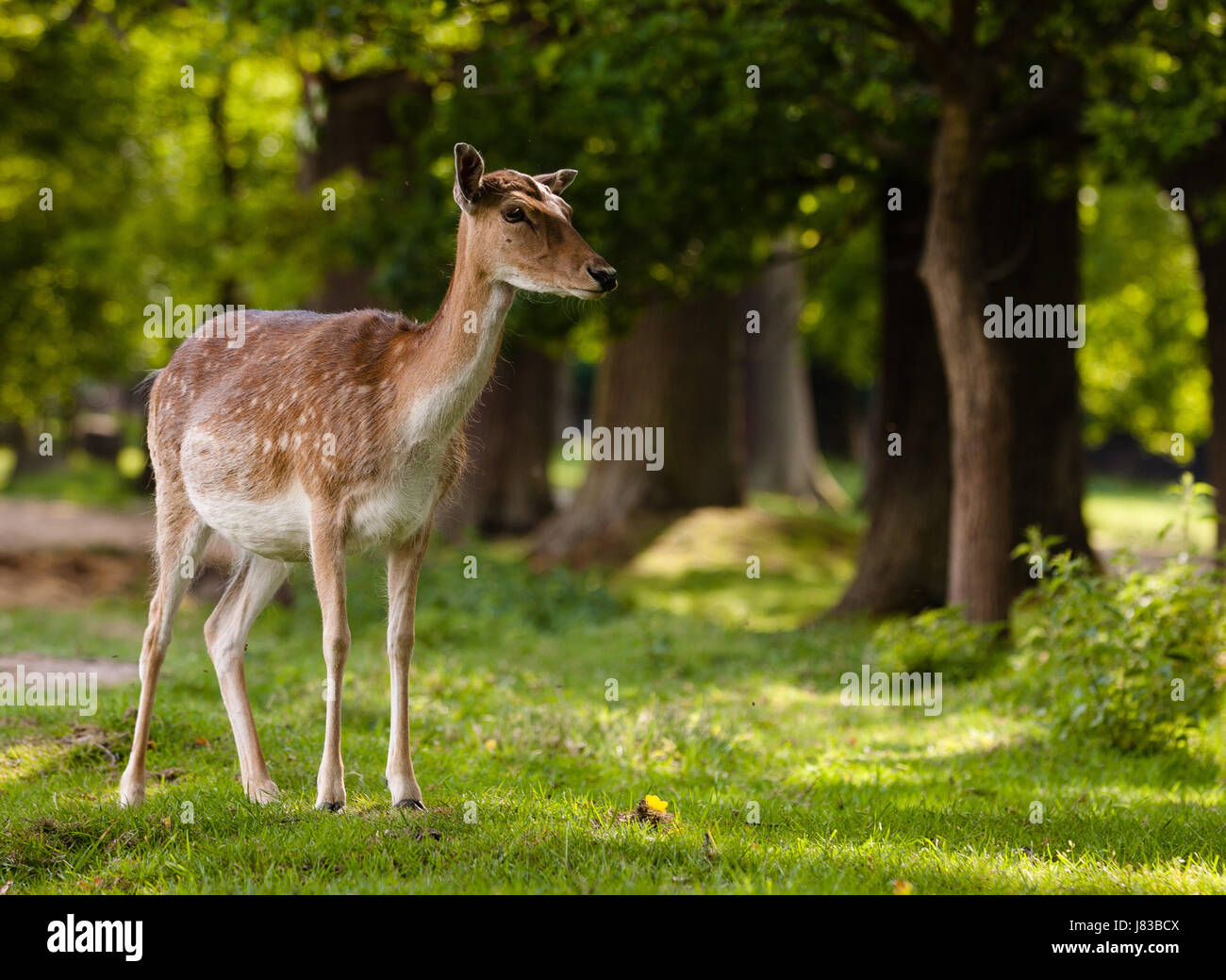 wild animals shy delicate deer hind forest hart stag wild animals shy ...