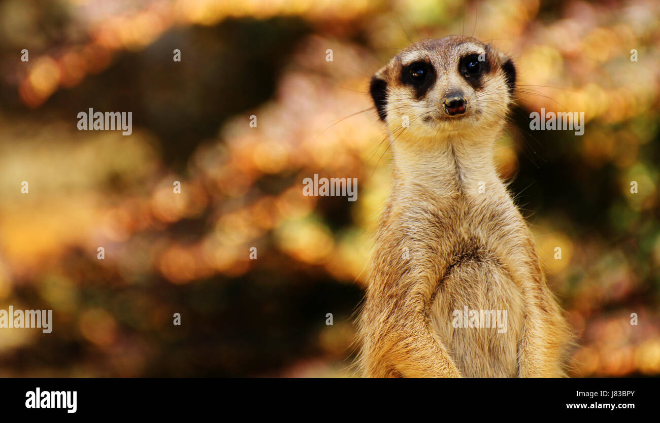 guard skin cuddle cute meerkat meerkats watching observe watch guard ...