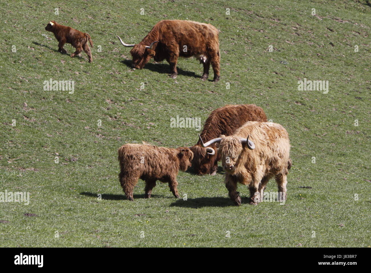 bovine cattle animal brown brownish brunette agriculture farming ...
