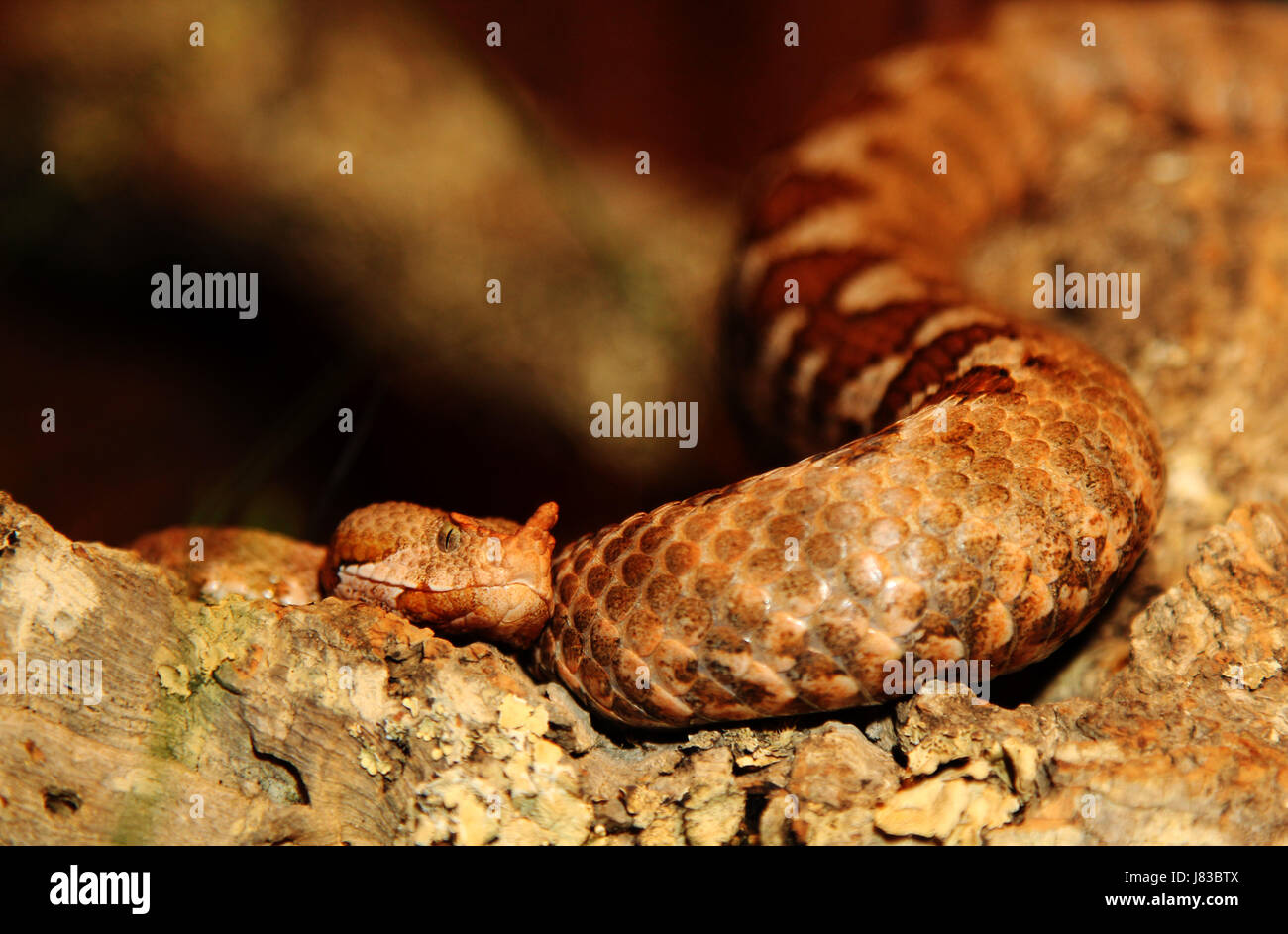 Rattlesnake figure hi-res stock photography and images - Alamy