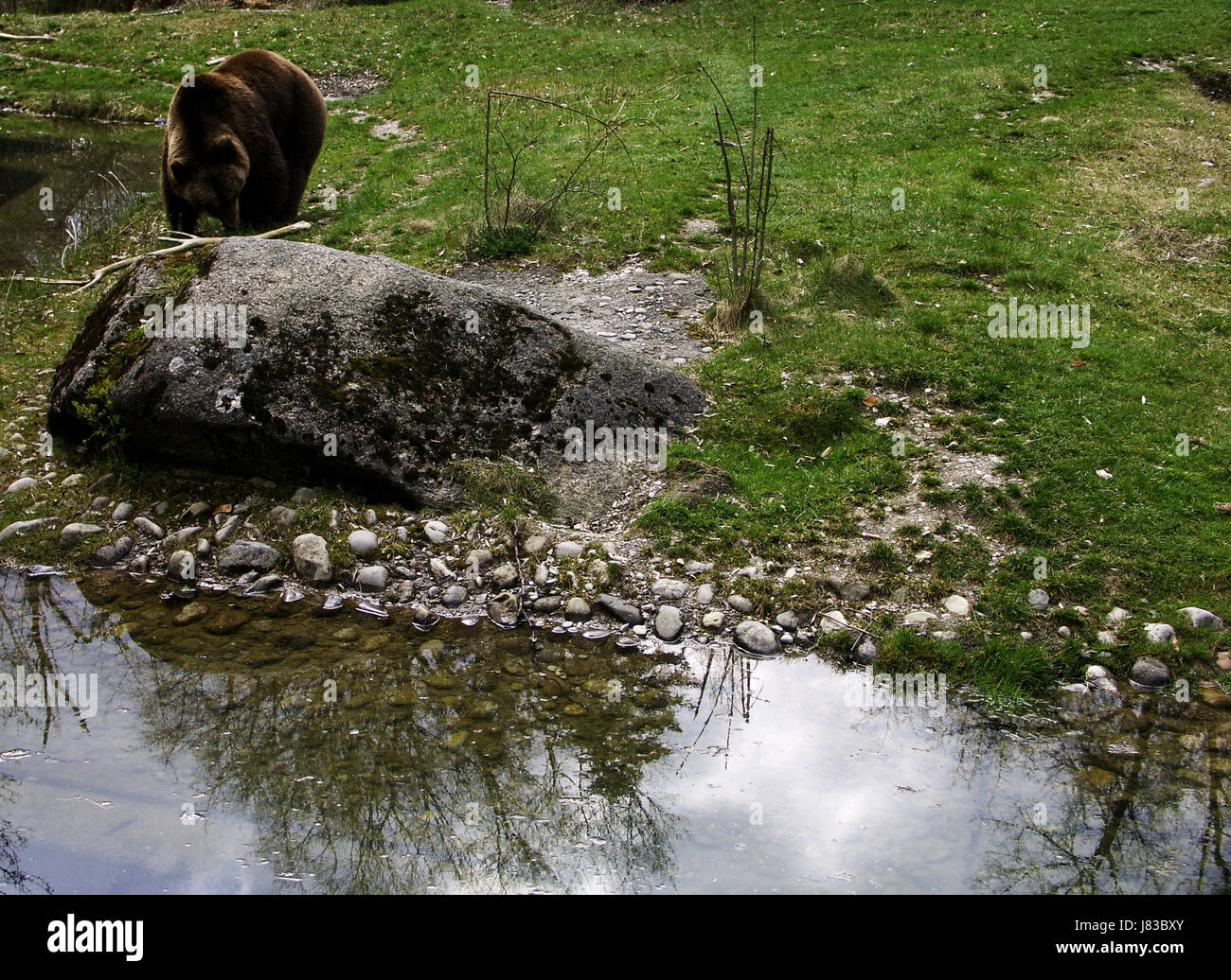 brown bear waterfront Stock Photo - Alamy
