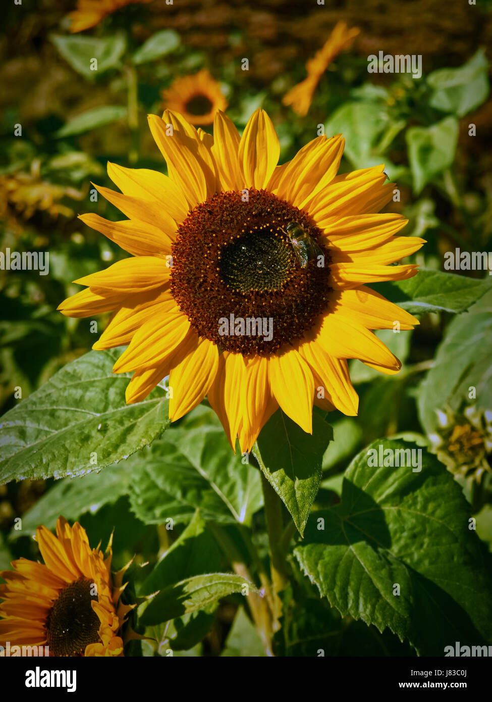 flower plant agricultural environment enviroment garden flower plant ...