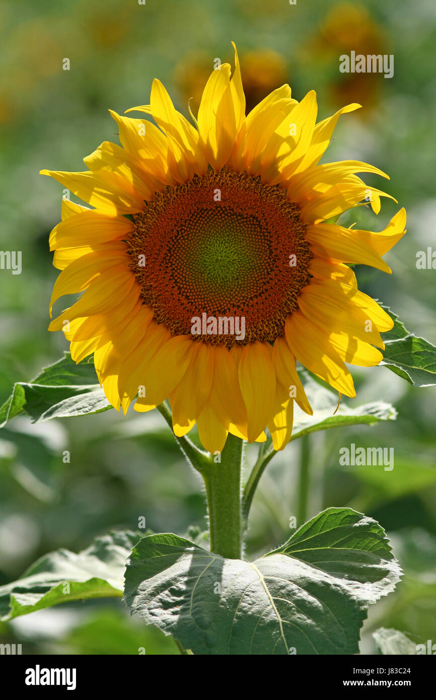 eco future energy power electricity electric power flower sunflower ...