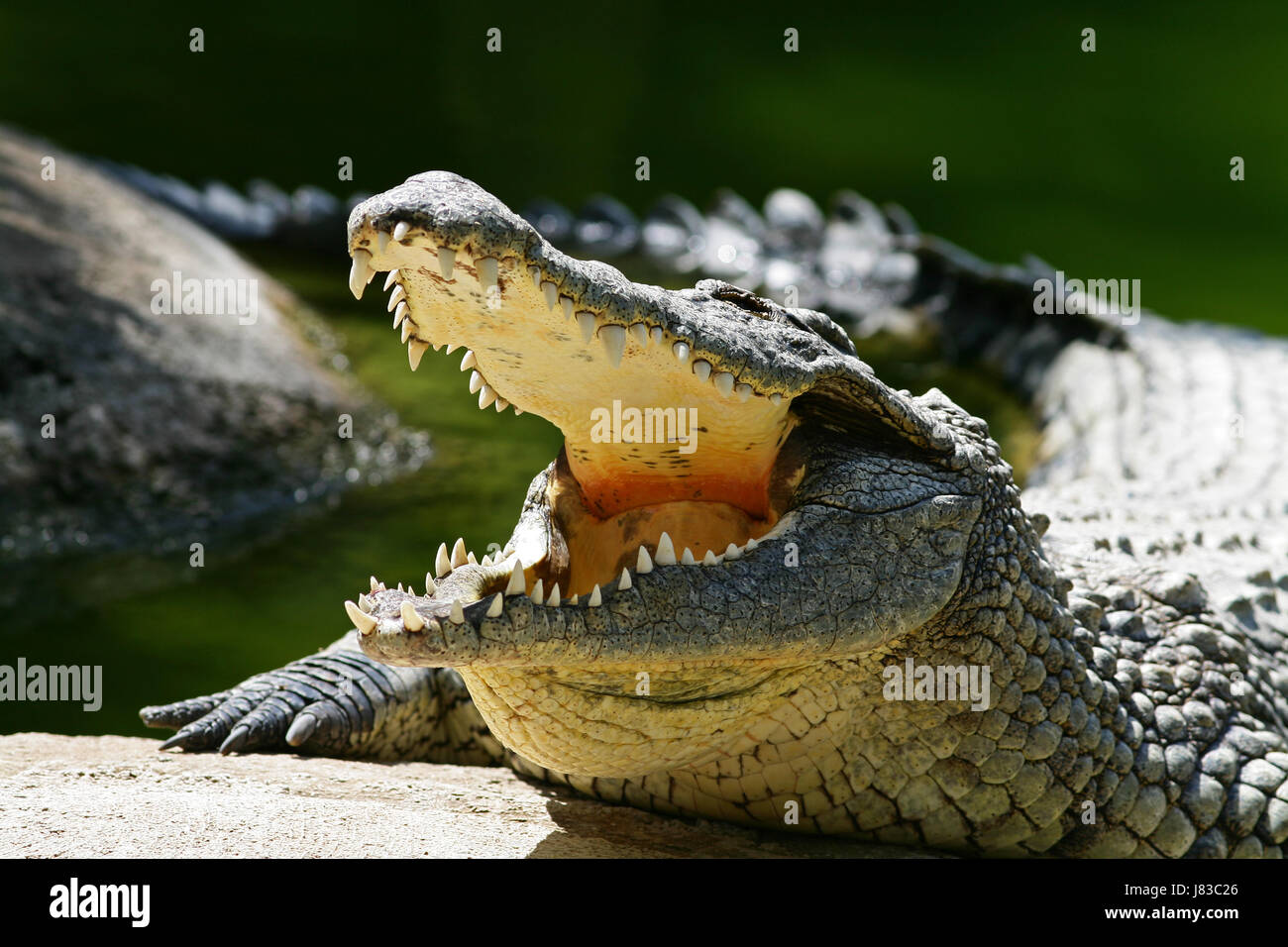 crocodile with open mouth Stock Photo - Alamy