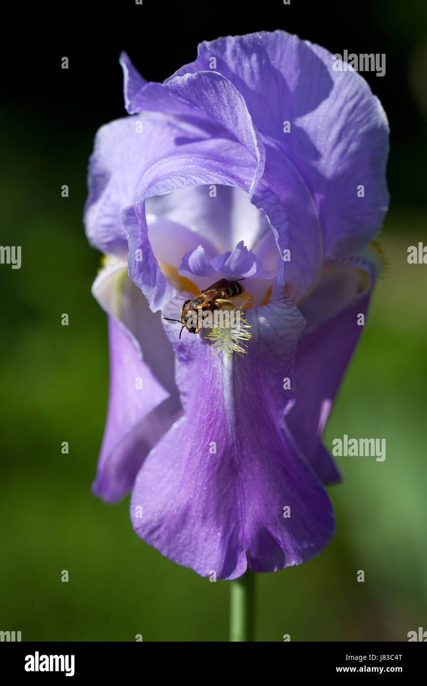 German iris hi-res stock photography and images - Alamy