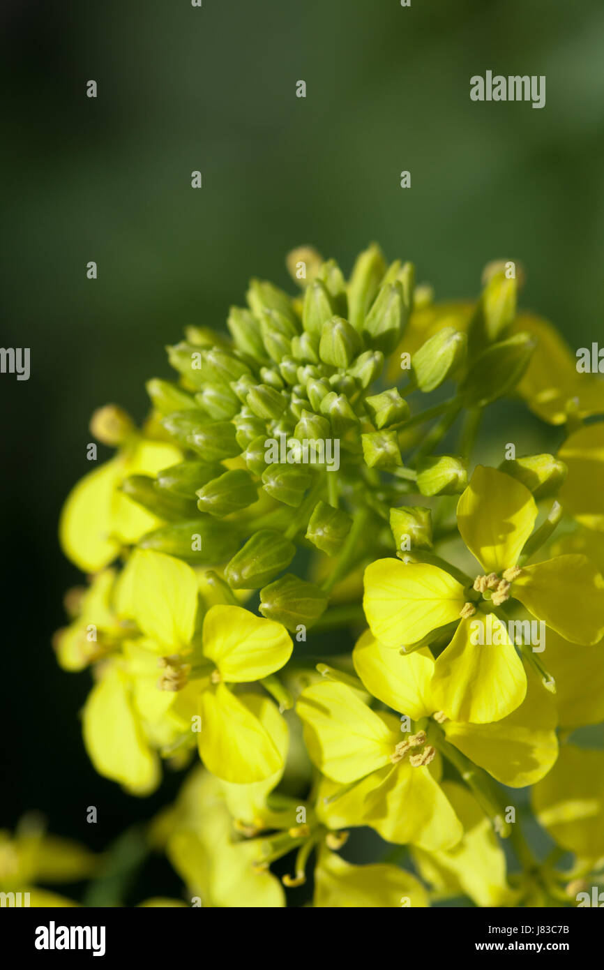 agricultural detail green agriculture stalk bud yellow plant senfblte ...