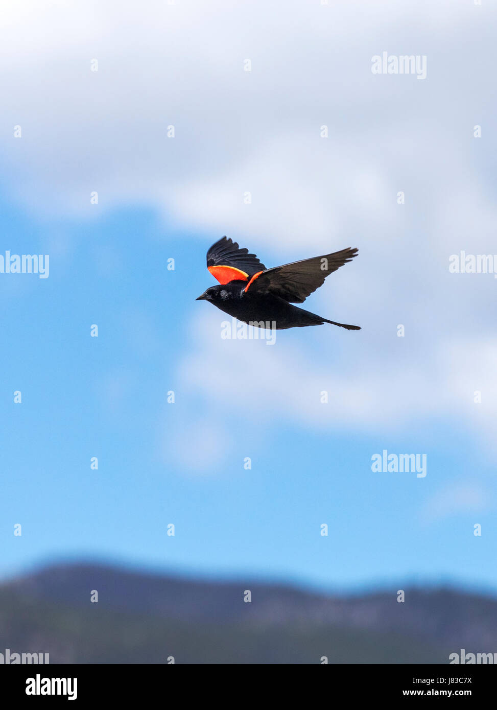 Blackbird flying isolated hi-res stock photography and images - Alamy