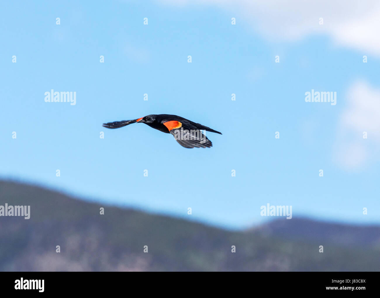 Blackbird flying isolated hi-res stock photography and images - Alamy