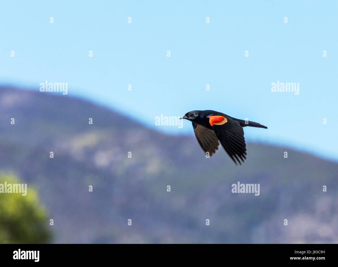 Blackbird flying isolated hi-res stock photography and images - Alamy