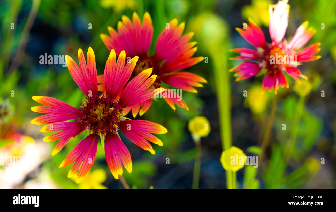 Beautiful delicate attractive colorful yellow wildflowers hi-res stock ...