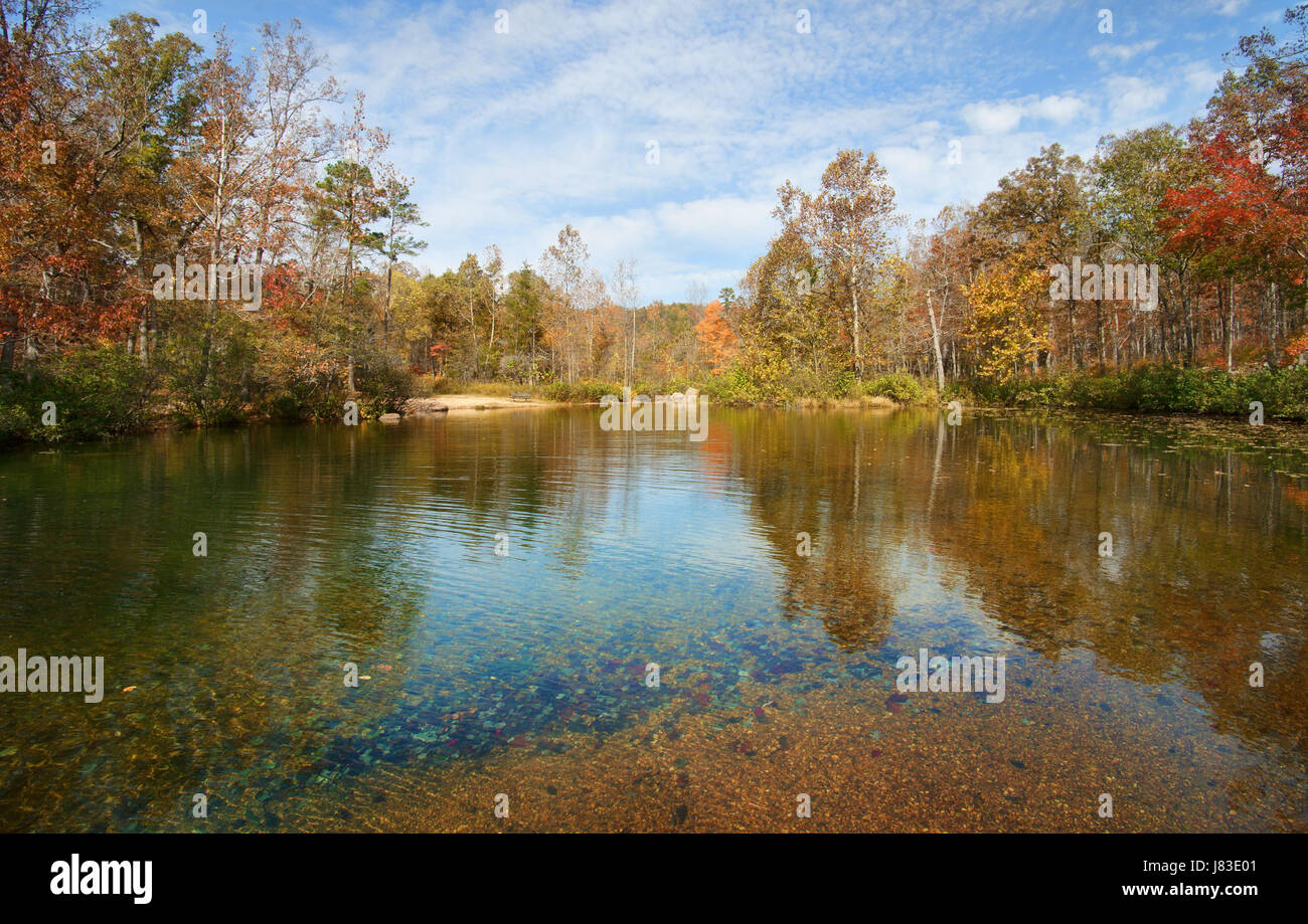 environment enviroment tree trees leaves coloured colourful gorgeous ...