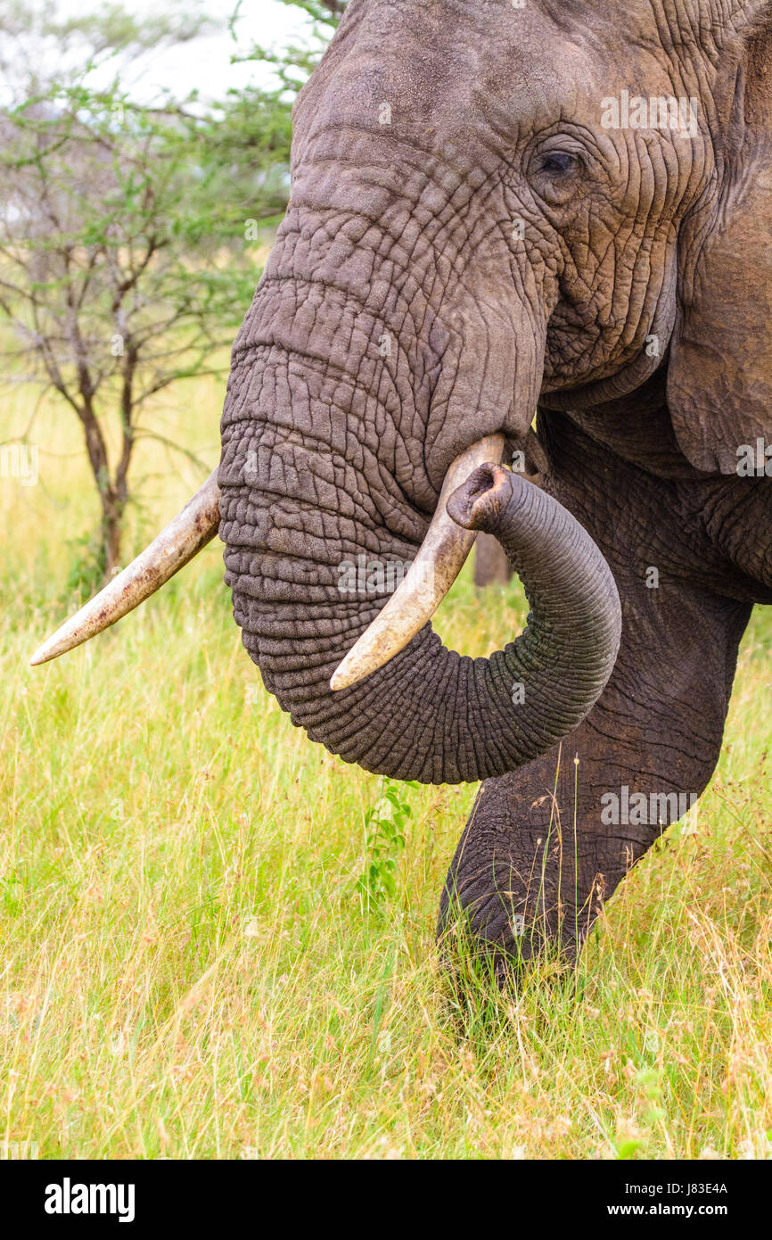 Serengeti plains bull elephant hi-res stock photography and images - Alamy