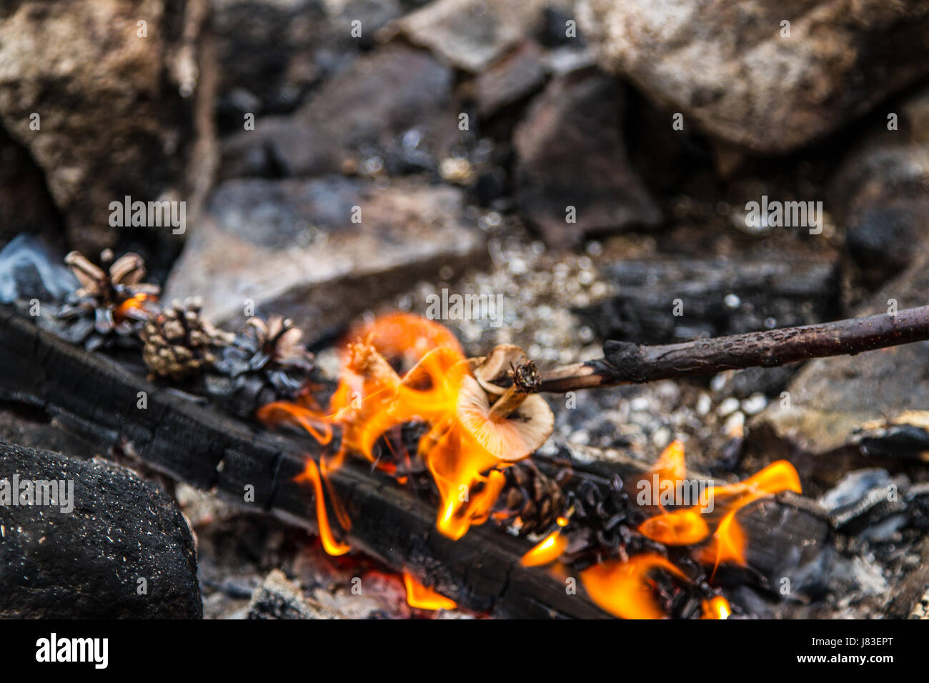 A campfire in the wilderness of north Finland Stock Photo - Alamy