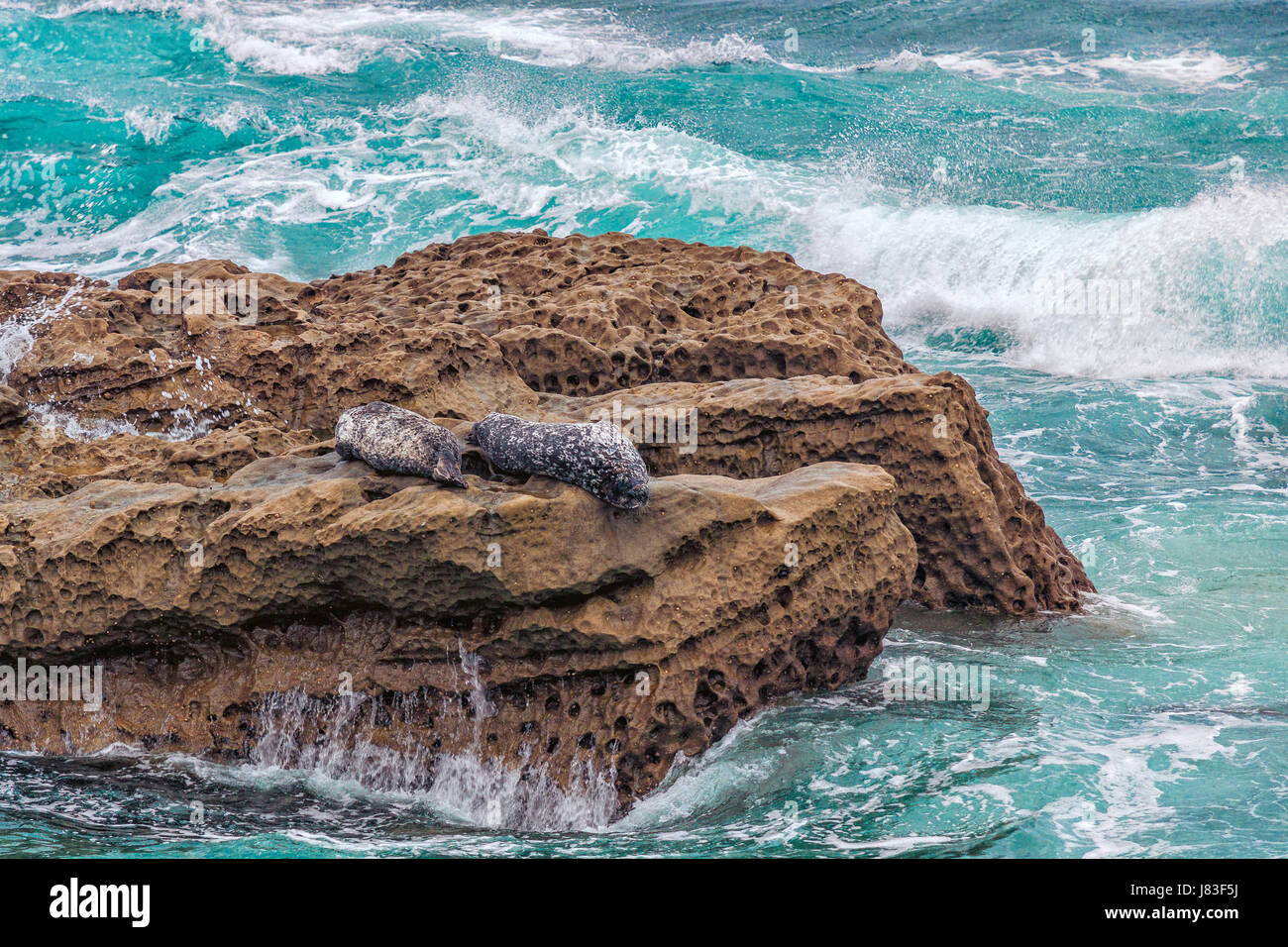 Seascape seals hi-res stock photography and images - Alamy