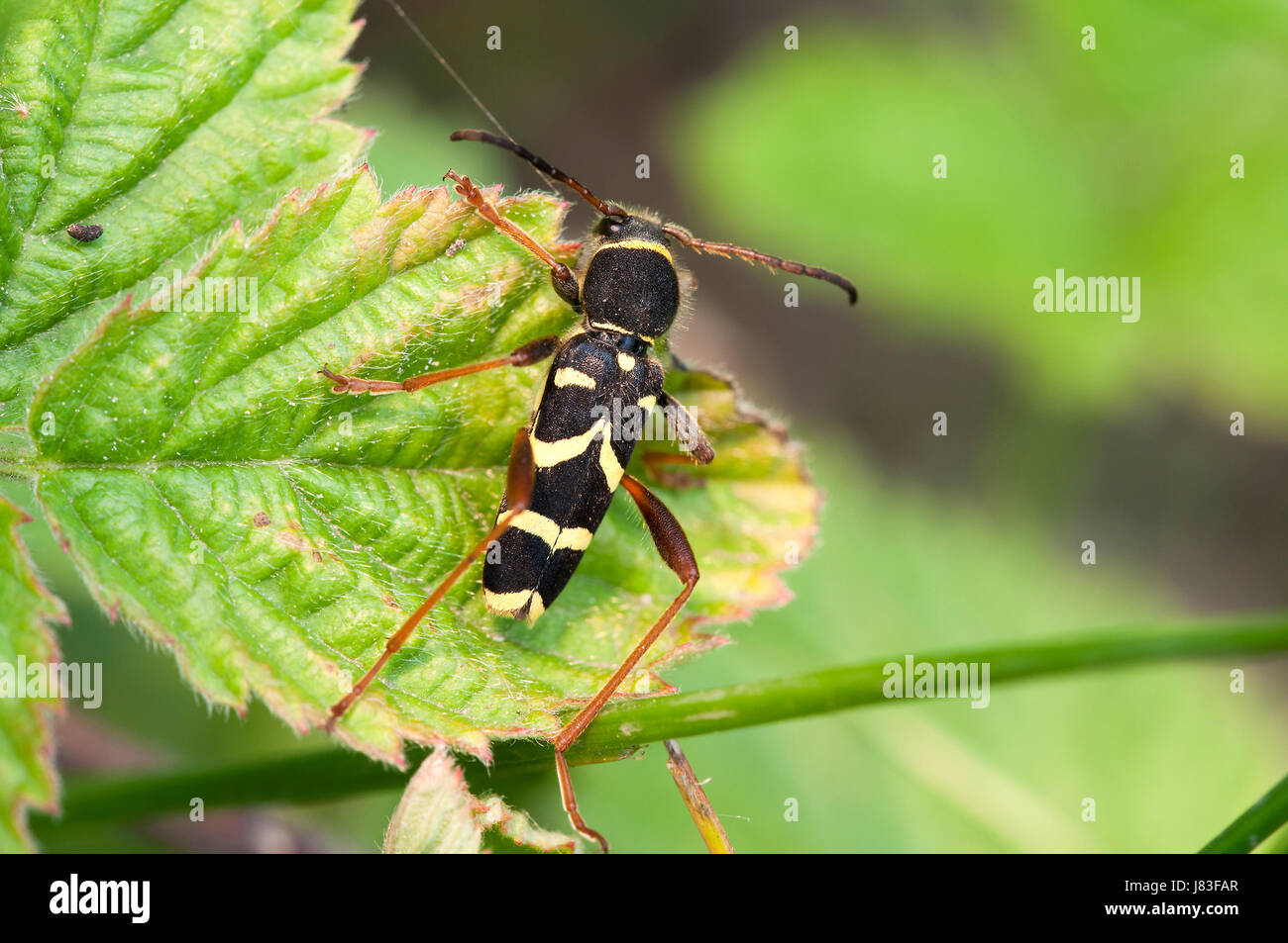 insect beetle leaf insect eyes beetle spring antenna season put sitting ...