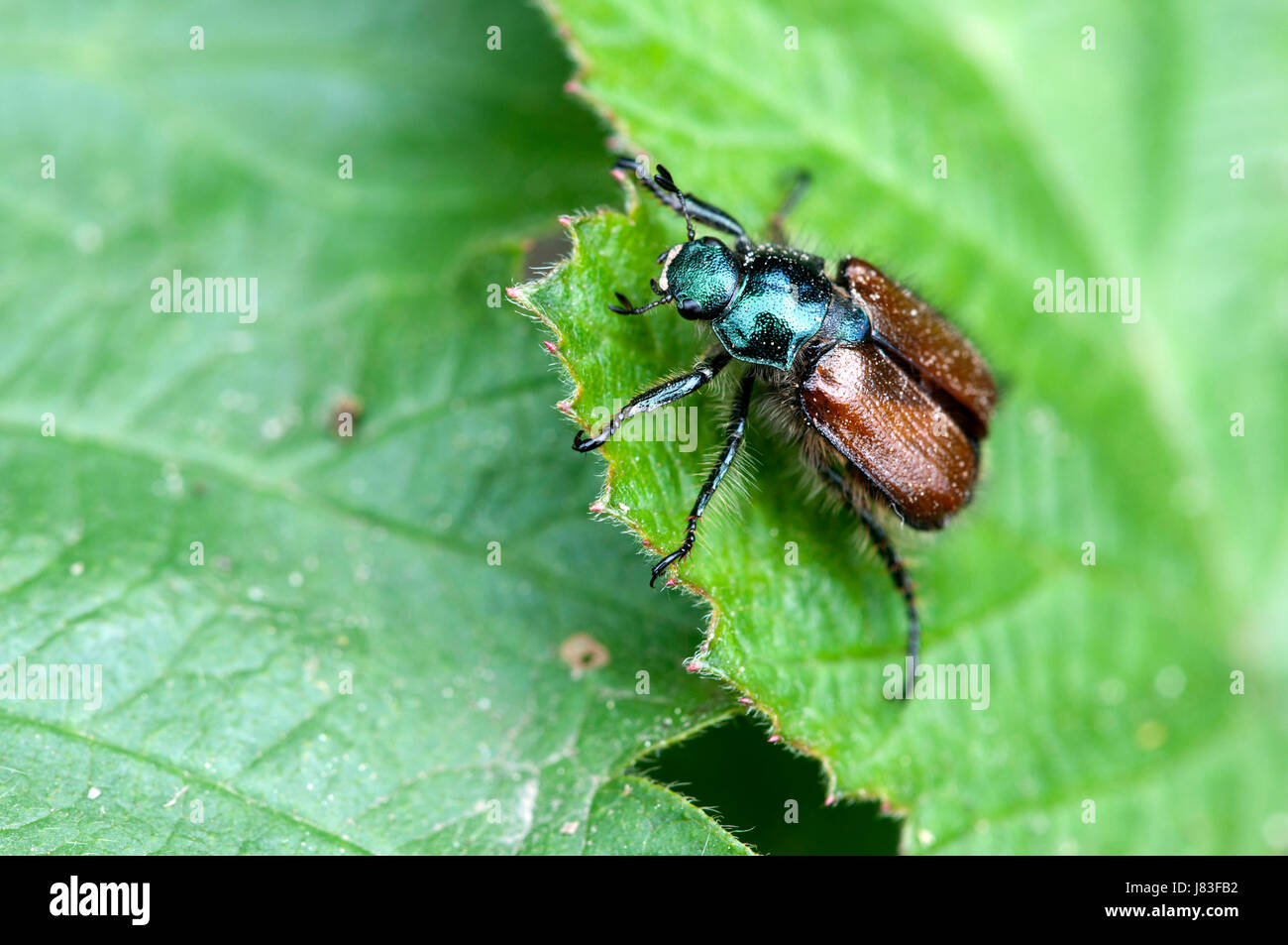 insect beetle spring season leaf insect insects eyes beetle spring ...