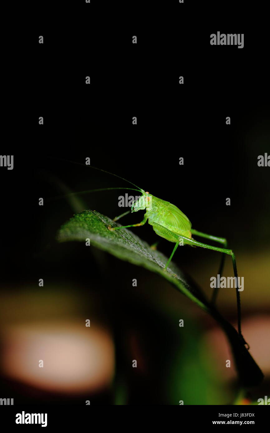 insect green grasshopper cricket legs garden insect green fauna ...
