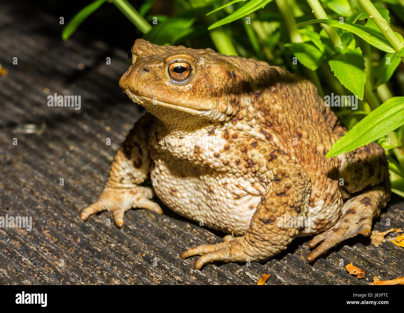 A toad looking very interested at asmall pond Stock Photo - Alamy