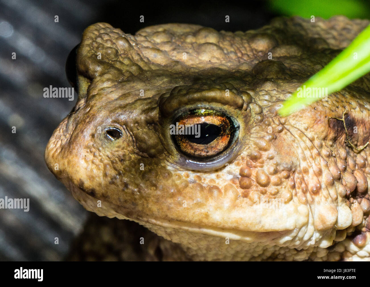A toad looking very interested at asmall pond Stock Photo - Alamy