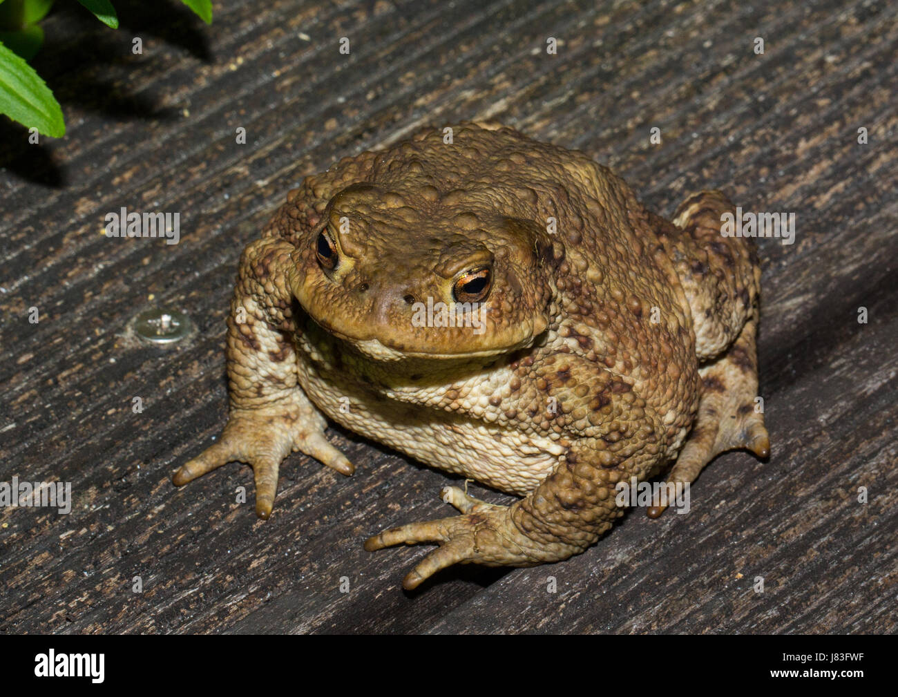 A toad looking very interested at asmall pond Stock Photo - Alamy