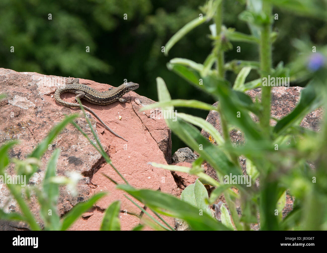 A lizard warming up in the summer Stock Photo - Alamy