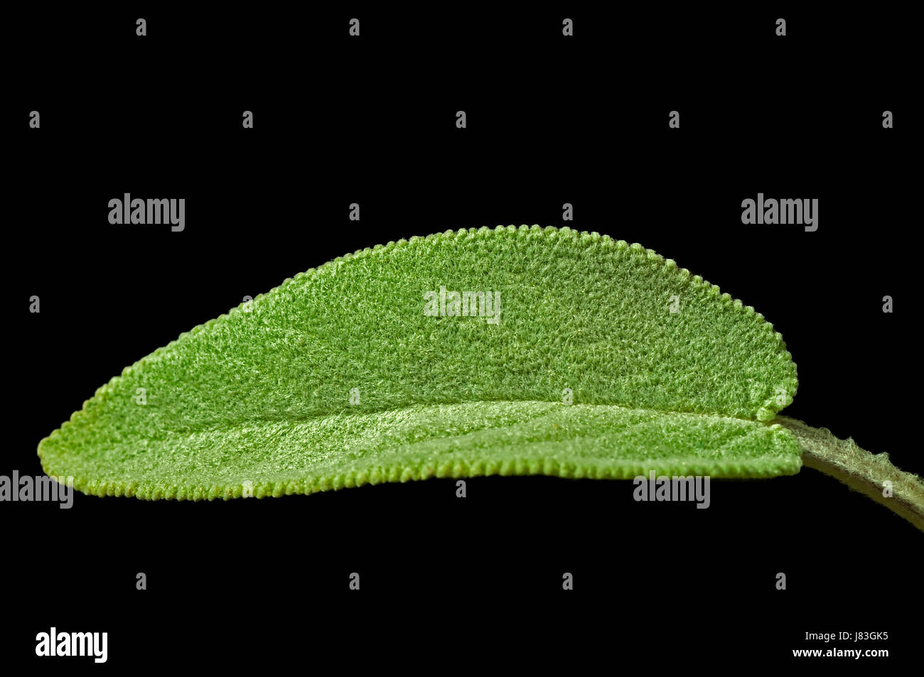 Sage science hi-res stock photography and images - Alamy
