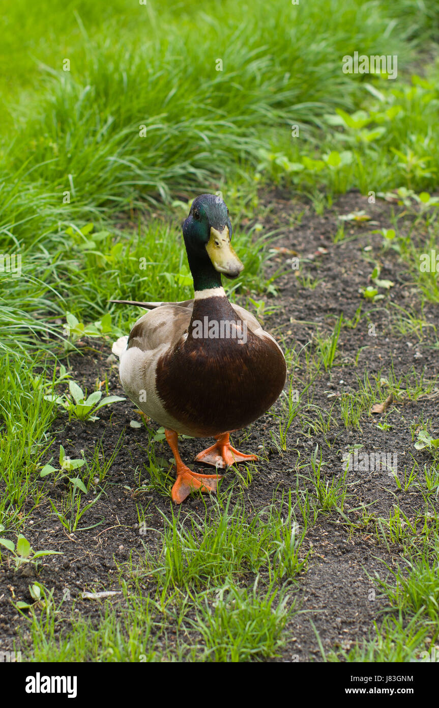 animals birds ducks parks nature beautiful beauteously nice environment ...