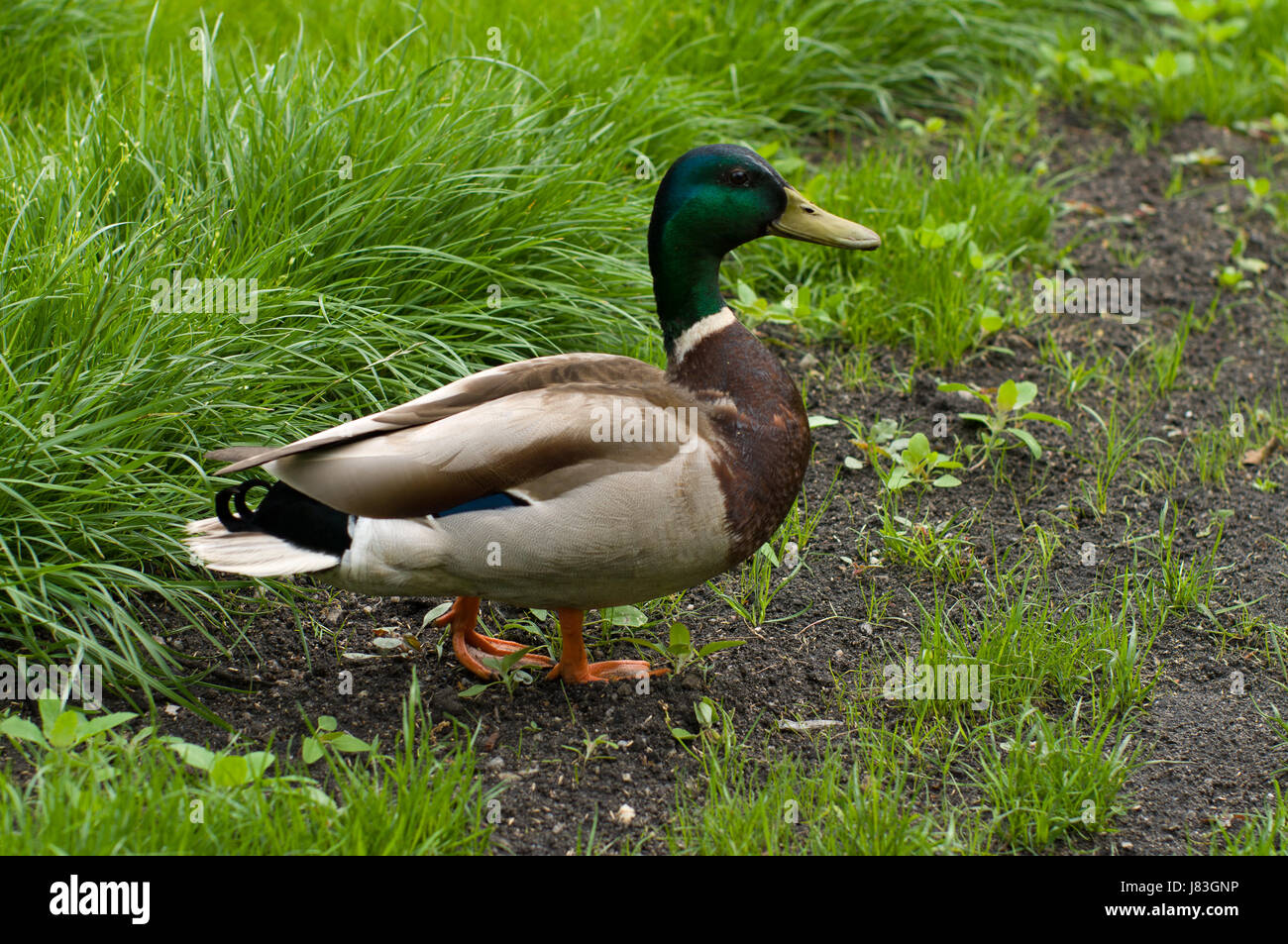 animals birds ducks parks nature beautiful beauteously nice environment ...