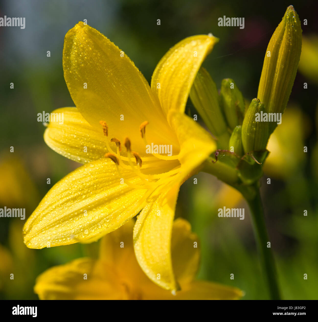 flower flowers plant petals gardens lilies yellow beautiful beauteously ...