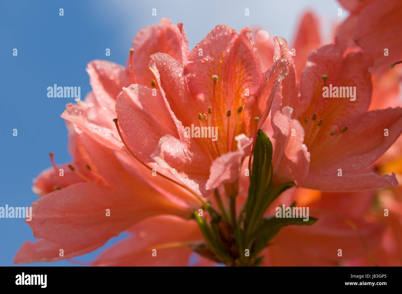 flower flowers plant pinks plants drop drip drops seeping sopping drips ...