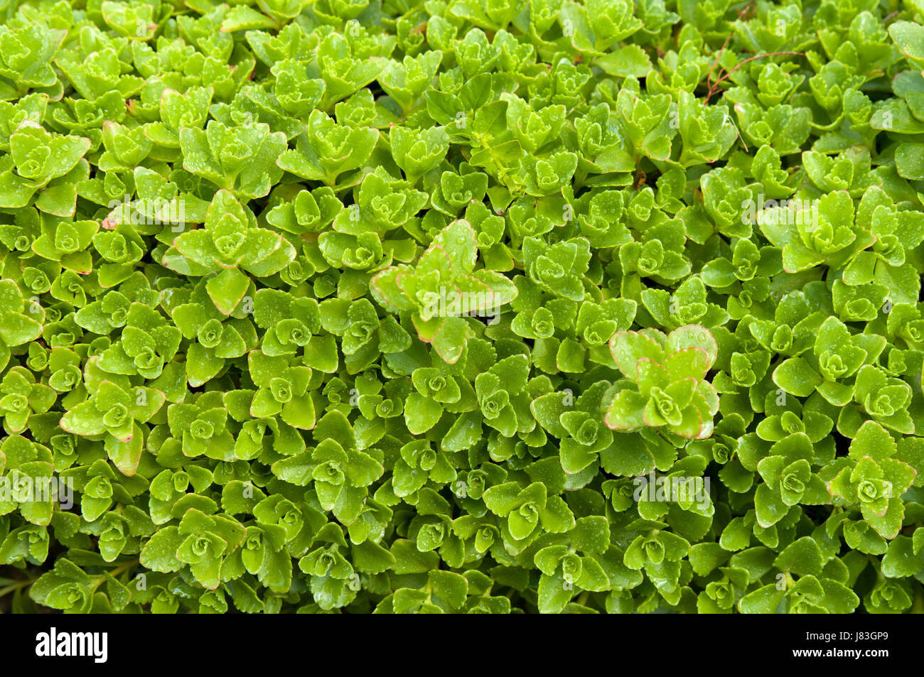 Plants cover hi-res stock photography and images - Alamy