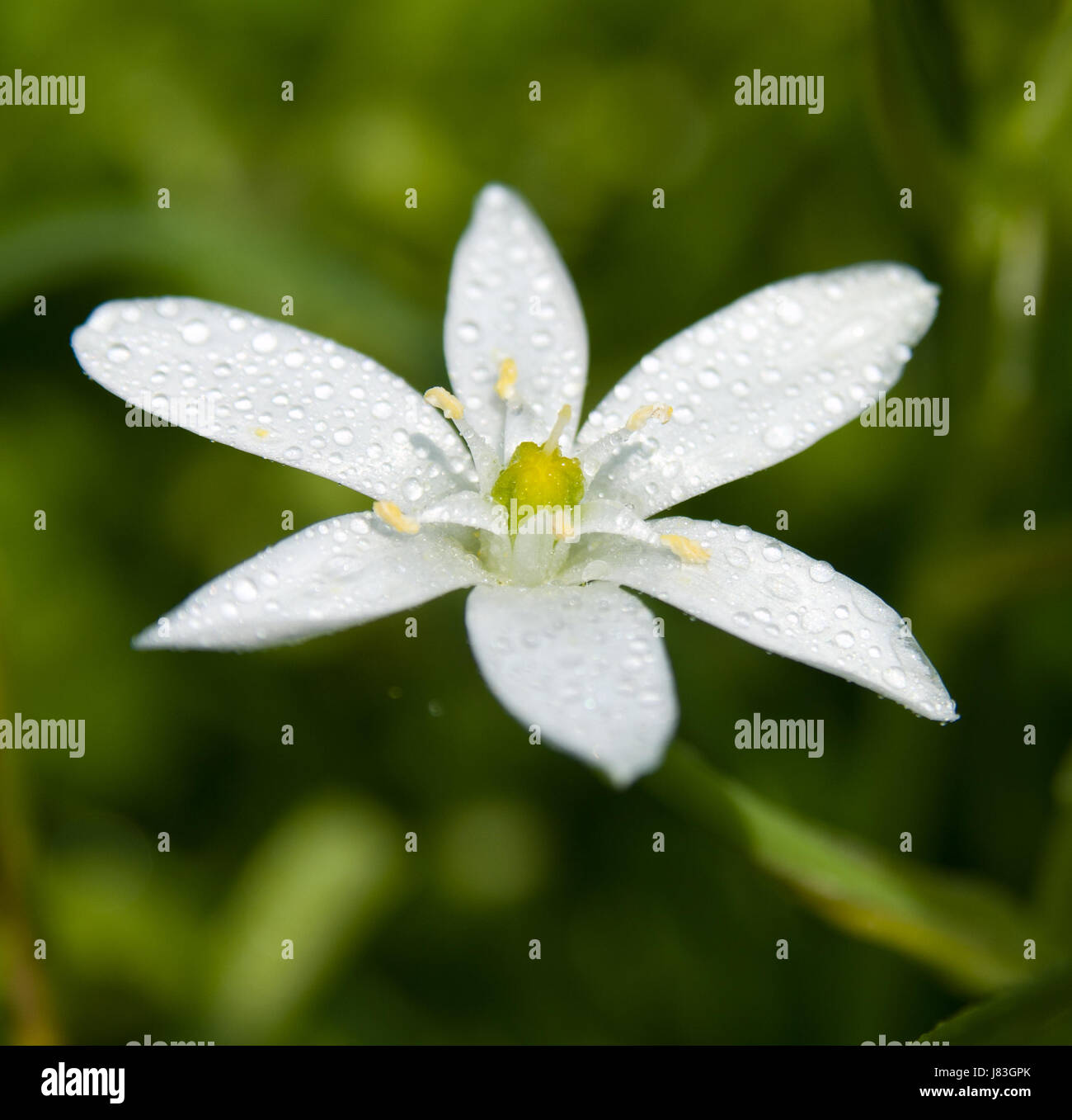 drop rain water drip drops seeping sopping drips raining garden flower ...