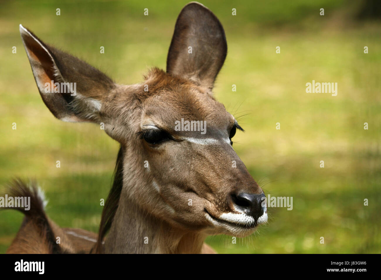animal mammal animal portrait antelope gazelles animal mammal animal ...