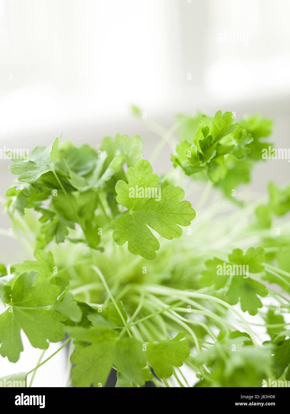 leaf spice wild stalk stem grow season parsley vegetables lawn green ...