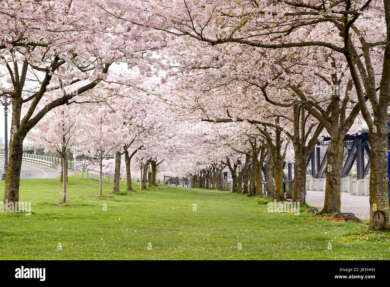 park flower flowers plant blossoms cherry japanese waterfront tree ...