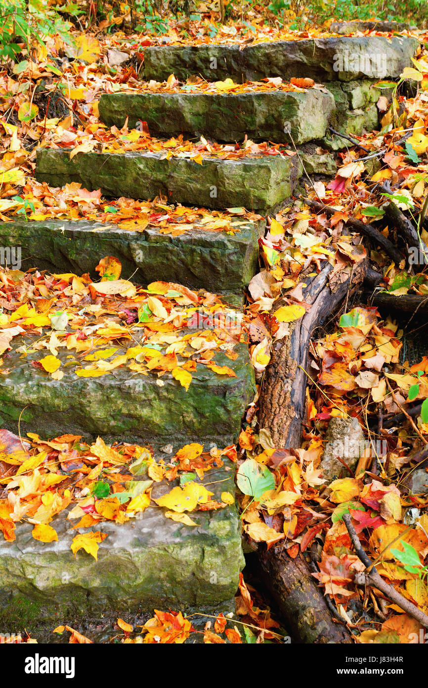 stone leaves season old foliage fall autumn steps stairs beautiful ...