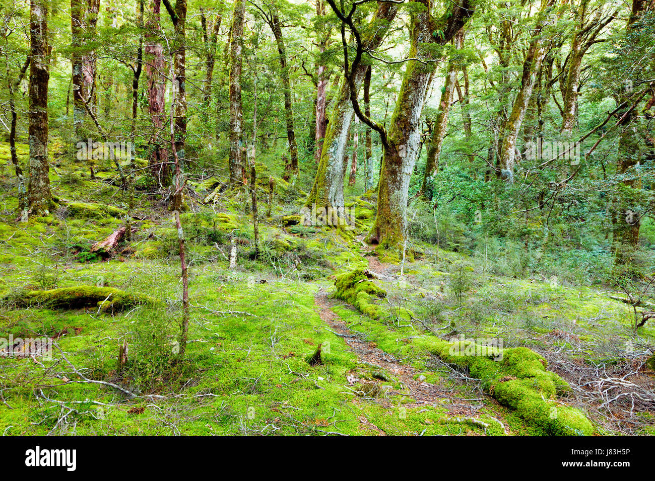 environment enviroment moss beech trail wilderness lawn green forest ...