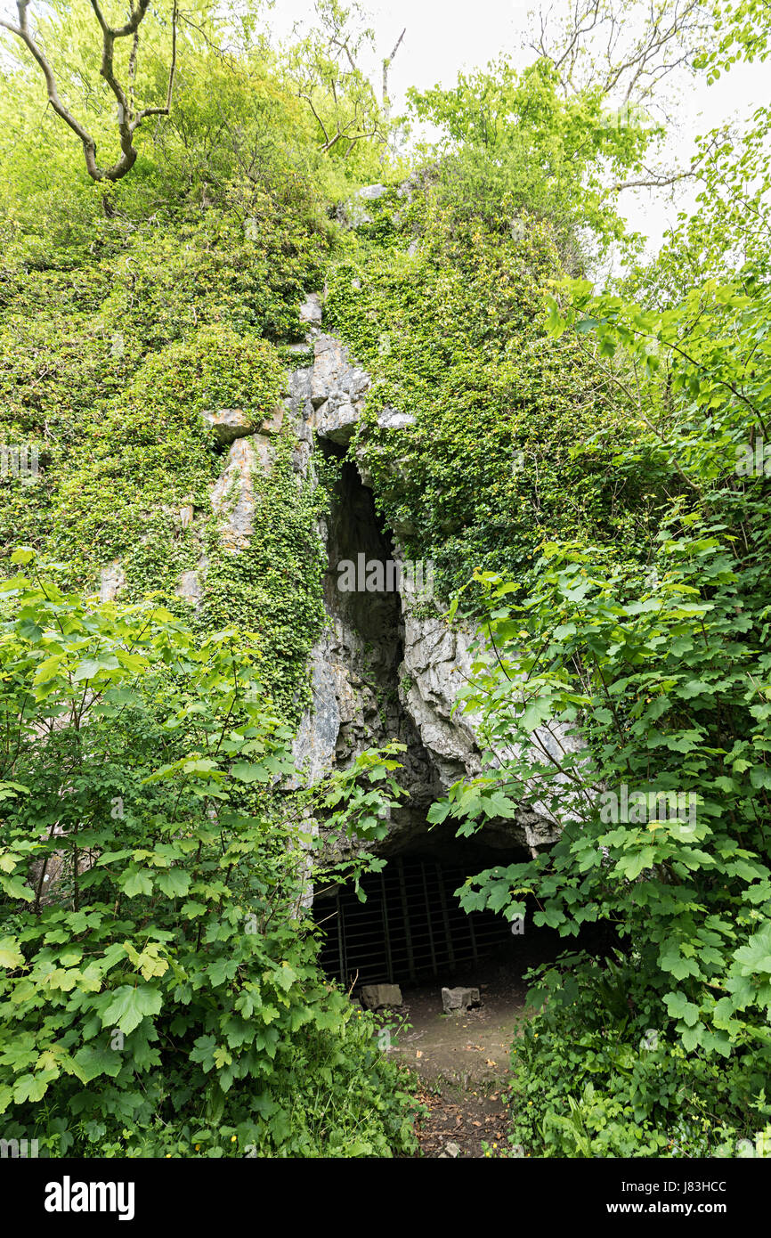 Entrance to Cat Hole Cave, Green Cwm, Gower, Wales, UK Stock Photo - Alamy