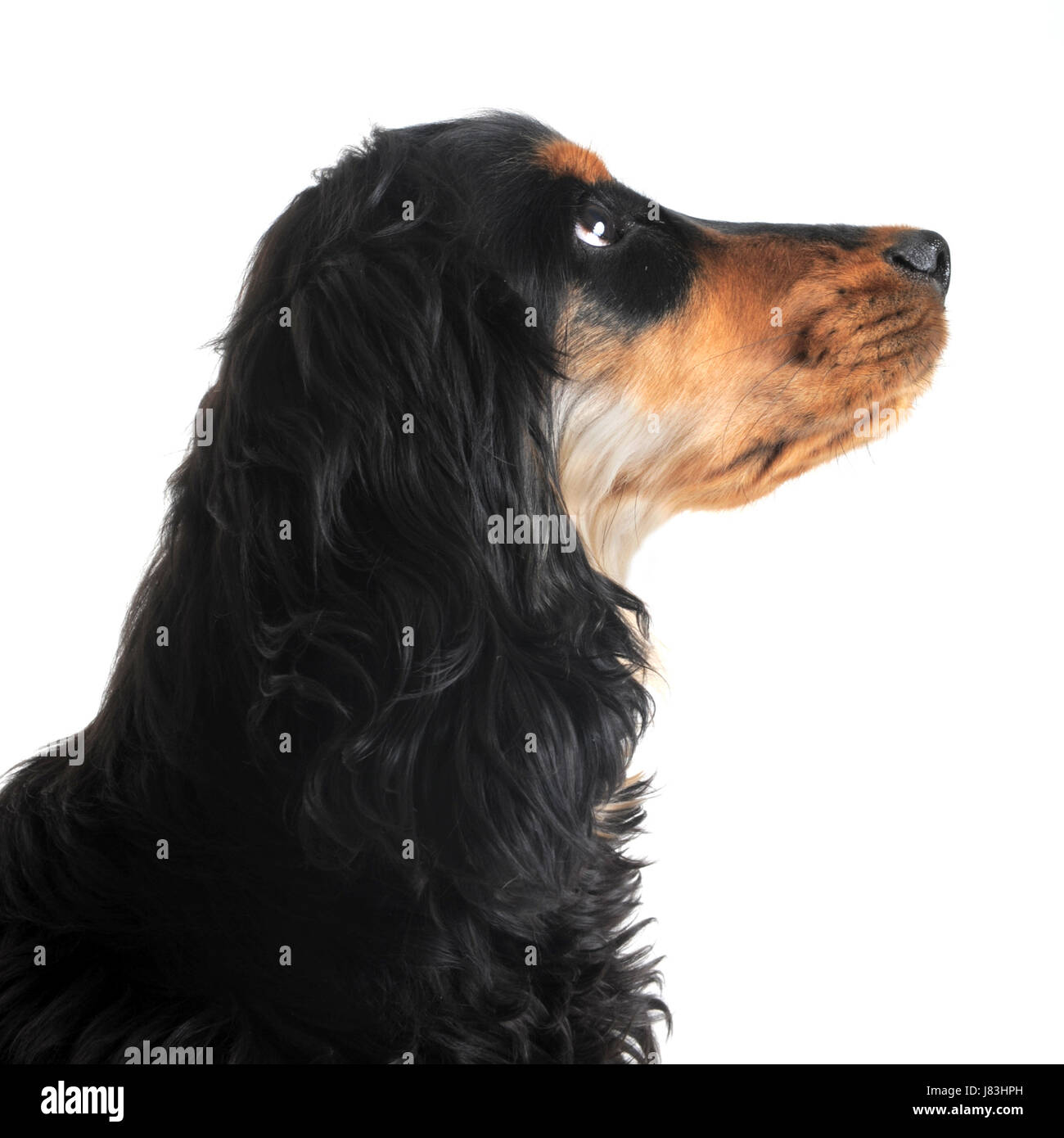 Profil animal hi-res stock photography and images - Alamy