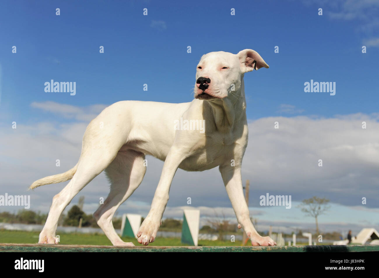 blue animal pet look glancing see view looking peeking looking at puppy ...