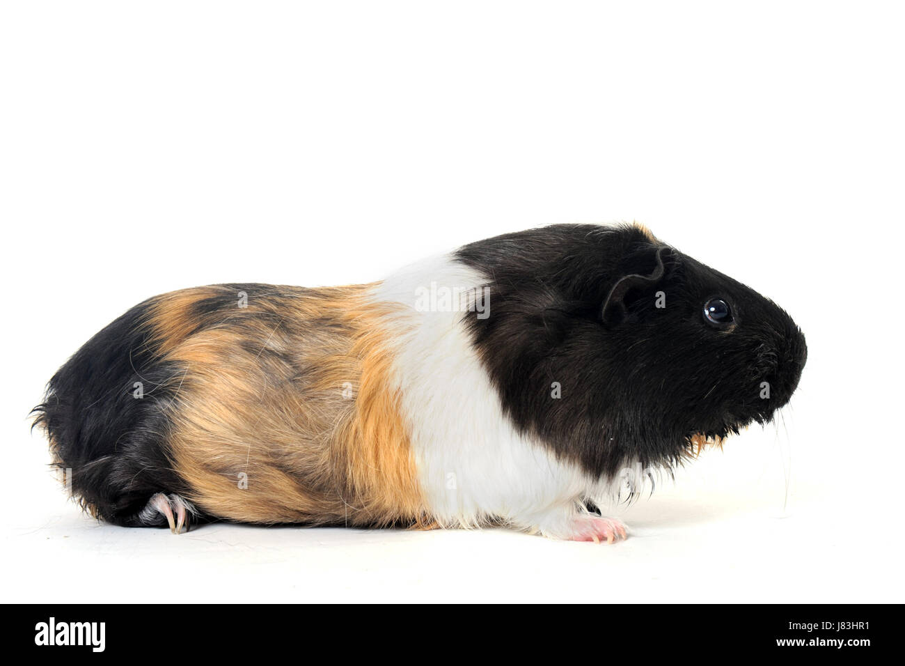 animal pet guinea pig portrait homey domestic white tricolor white ...