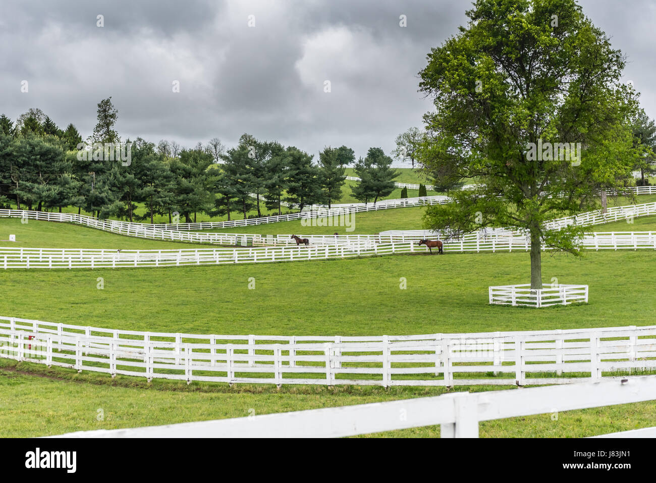 Paddocks of White Fences on Horse Farm on Overcast Day Stock Photo - Alamy