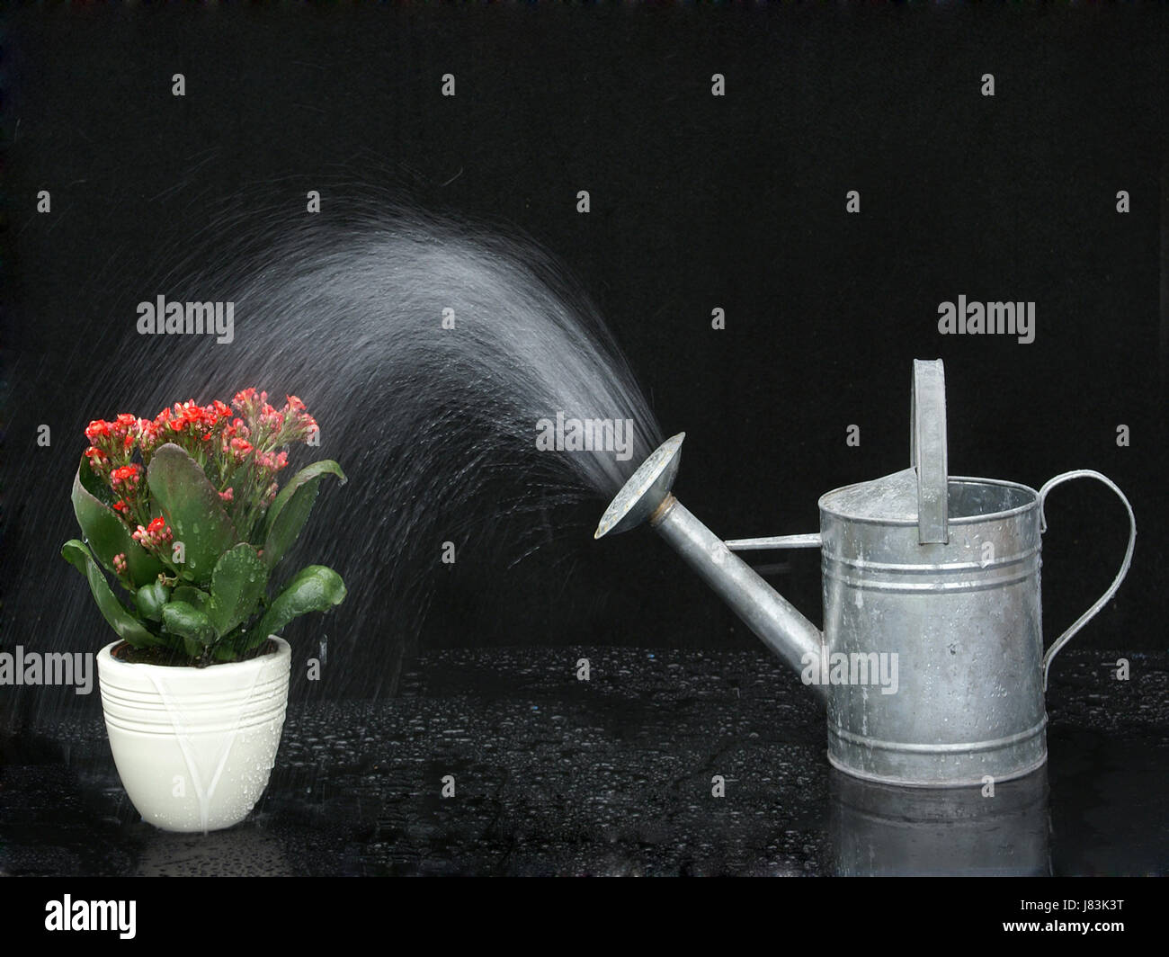 flower plant pour watering-can water flower plant green bloom blossom ...