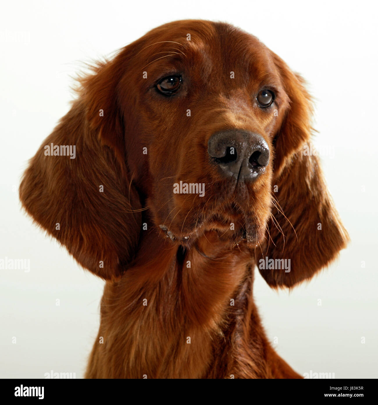 irish red setter Stock Photo - Alamy