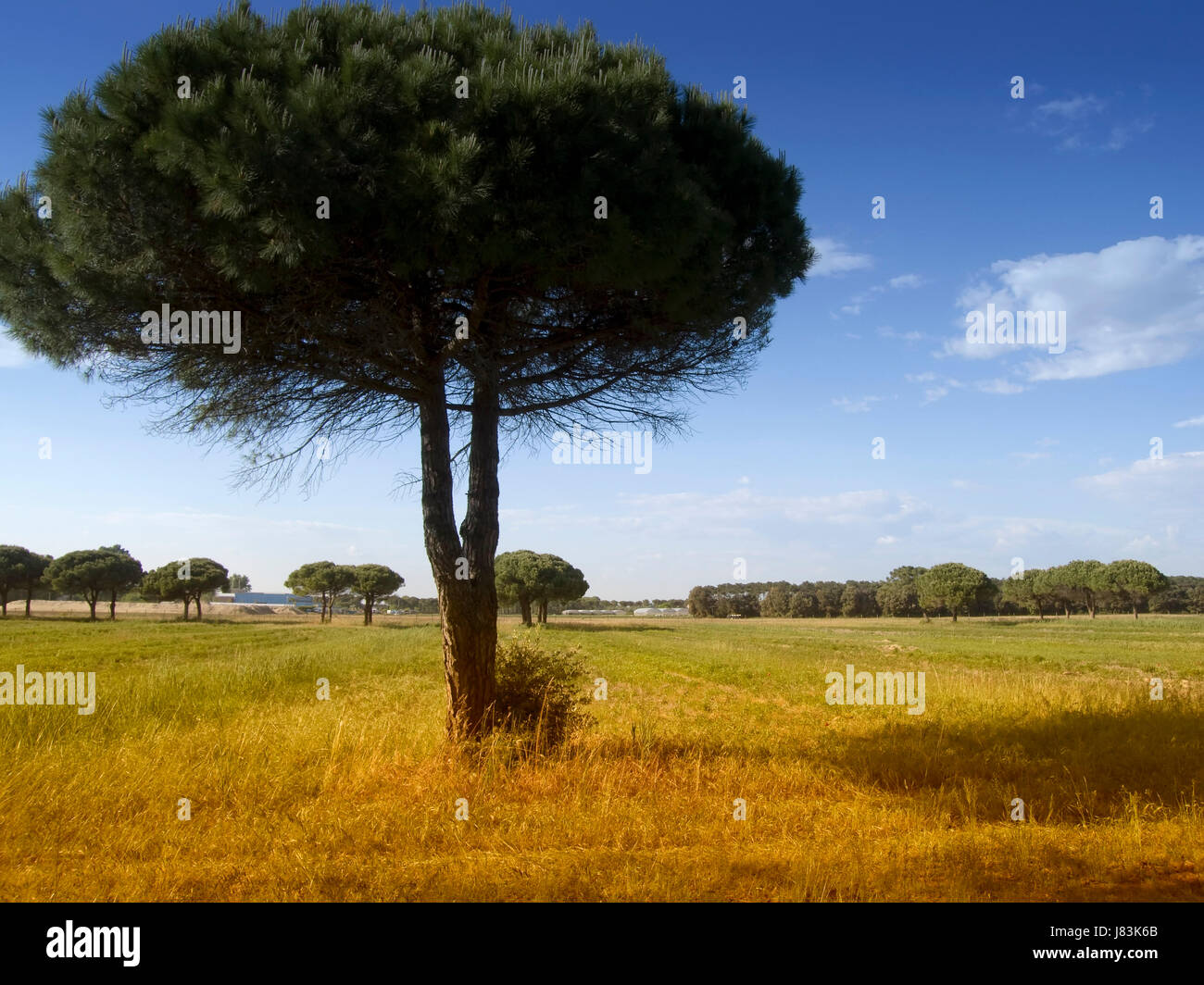 tree conifer pine meadow unclouded cloudless nature tree conifer biotop ...