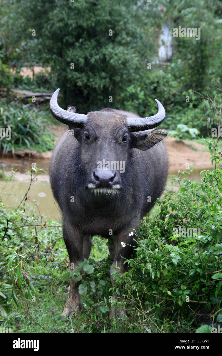 asia cow viet nam vietnam farm animal buffalo animal asia horn cow viet ...