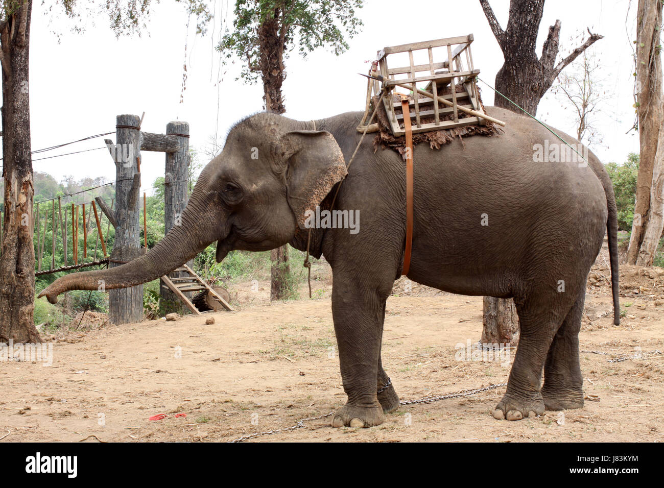 asia tourism elephant viet nam vietnam inert farm animal proboscis ...