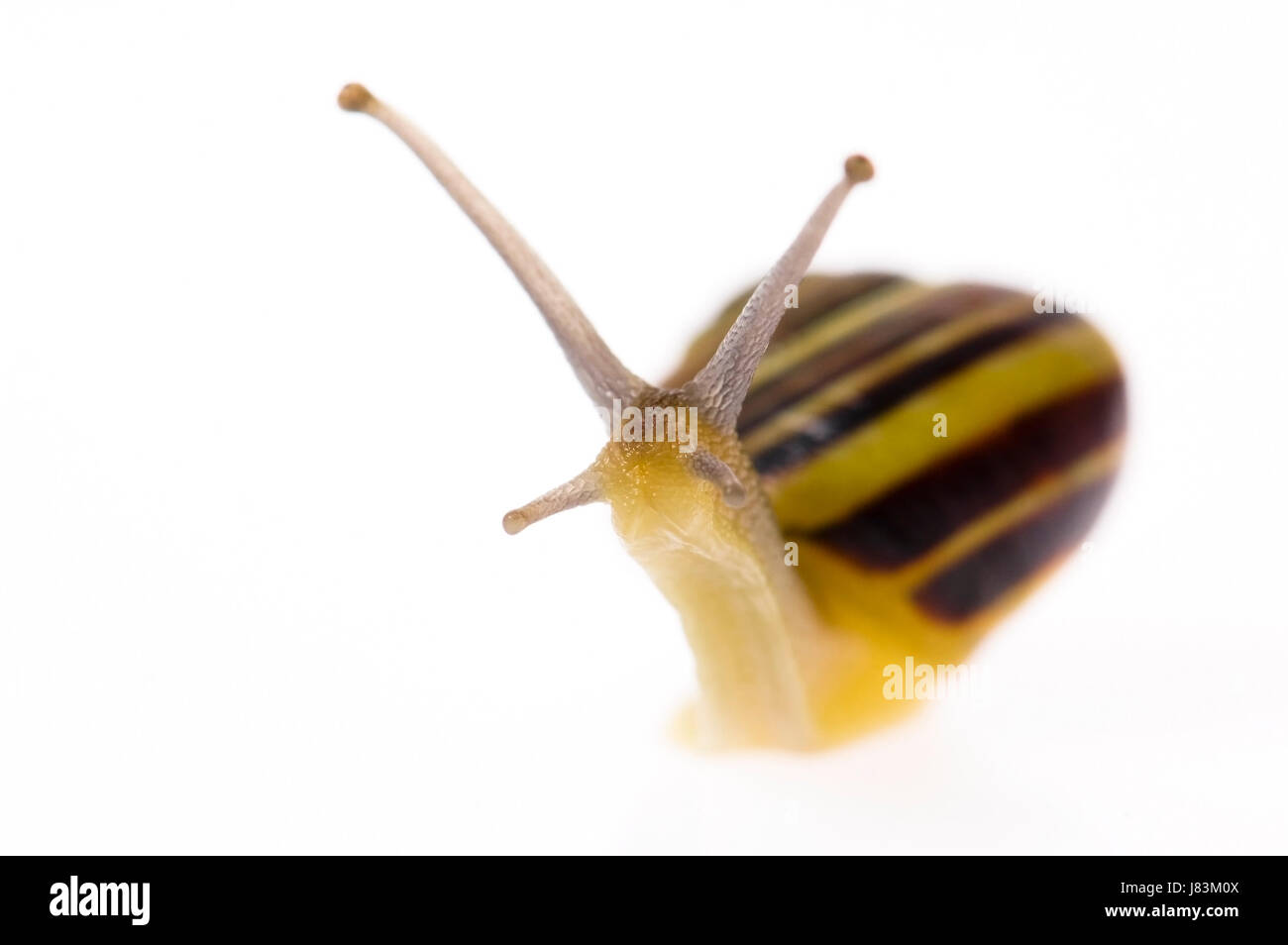 isolated animal shell small tiny little short antenna snail helix white ...