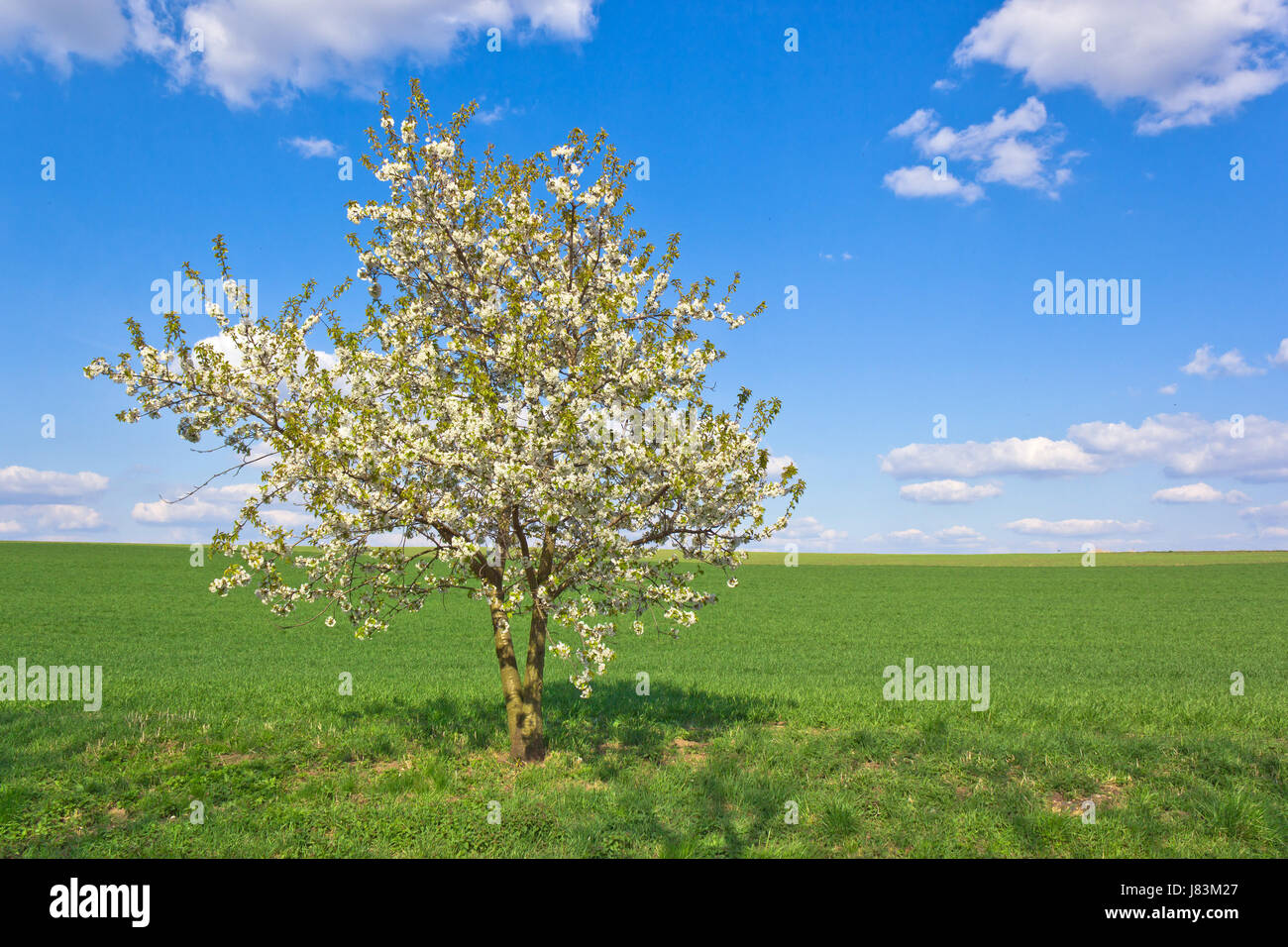 tree horizon bloom blossom flourish flourishing shine shines bright ...
