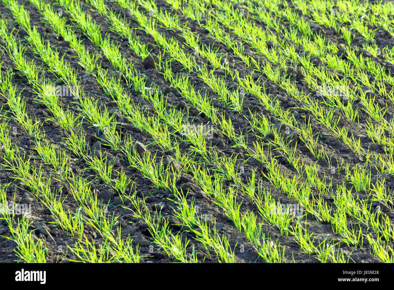 ground soil earth humus agriculture farming field wheat leaf industry ...